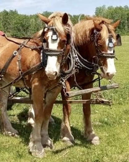 Pine River Riding Stable - A Horse For Every Rider - Hay Rides