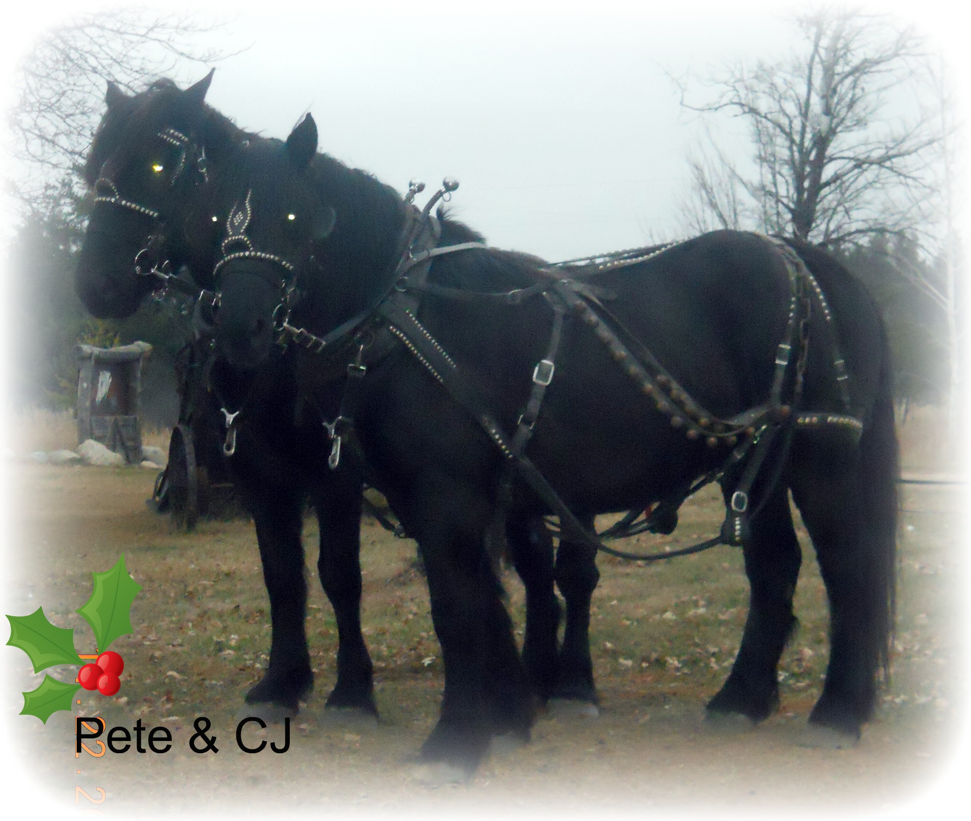 Pine River Riding Stable - A Horse For Every Rider - Hay Rides
